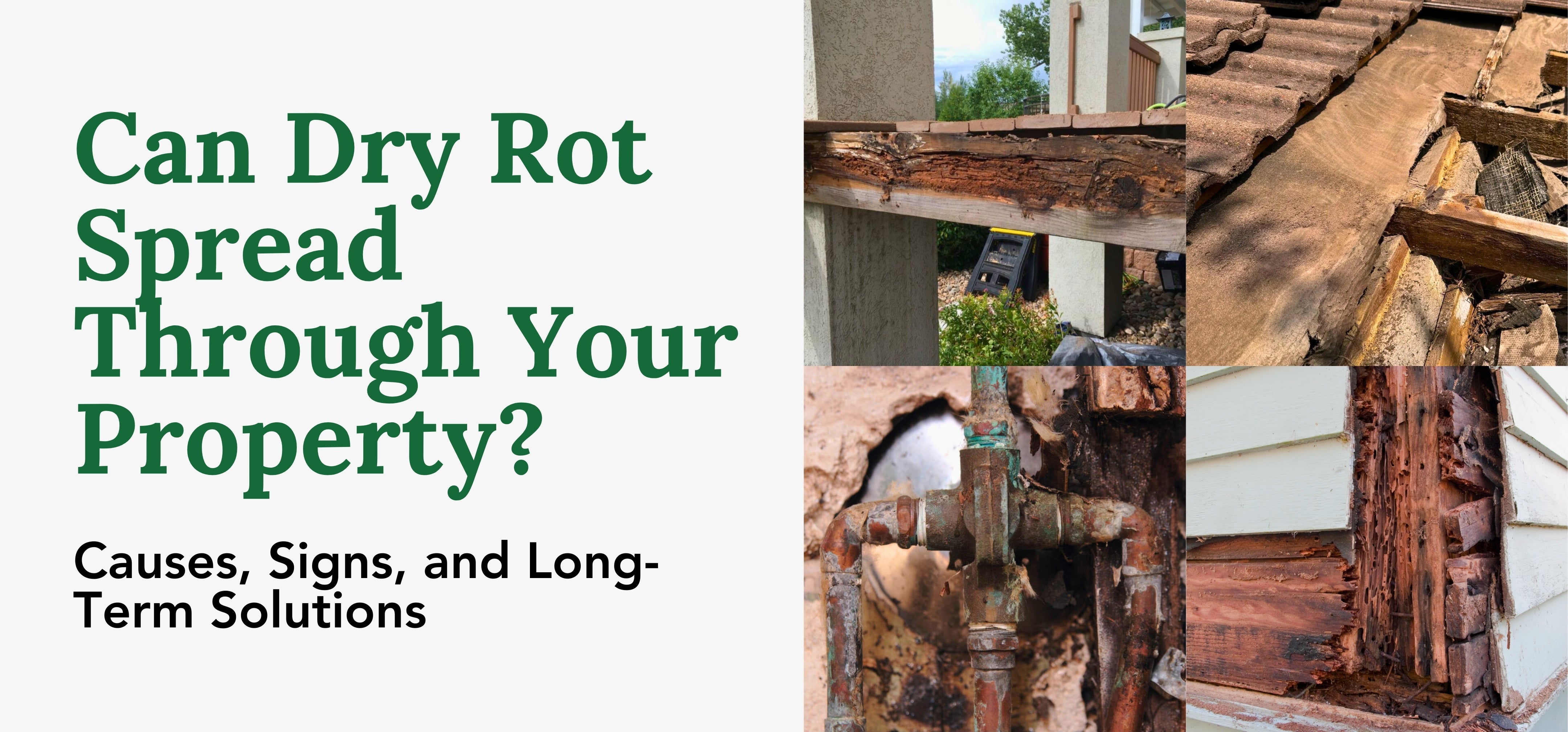 Can Dry Rot Spread Through Your Property? What You Must Know – Fence Armor