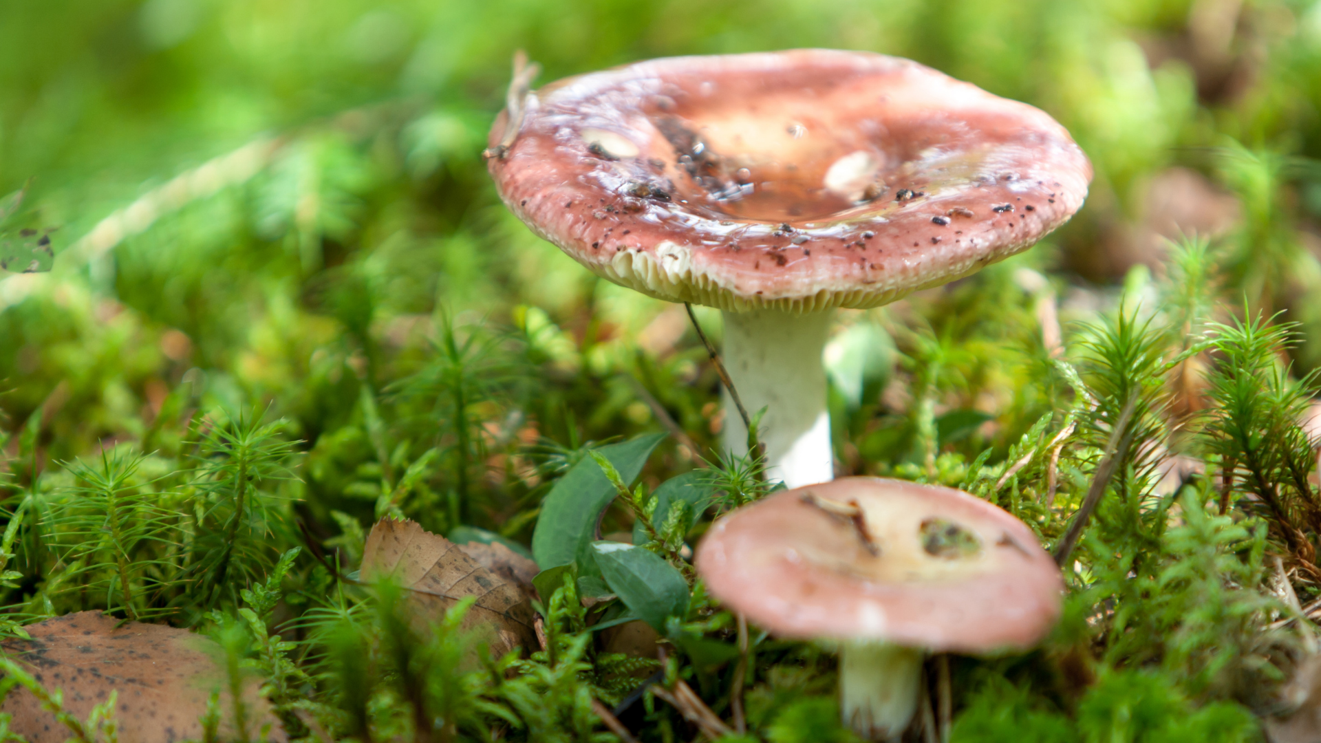 How To Identify and Treat Invasive Fungi In Your Lawn – Fence Armor